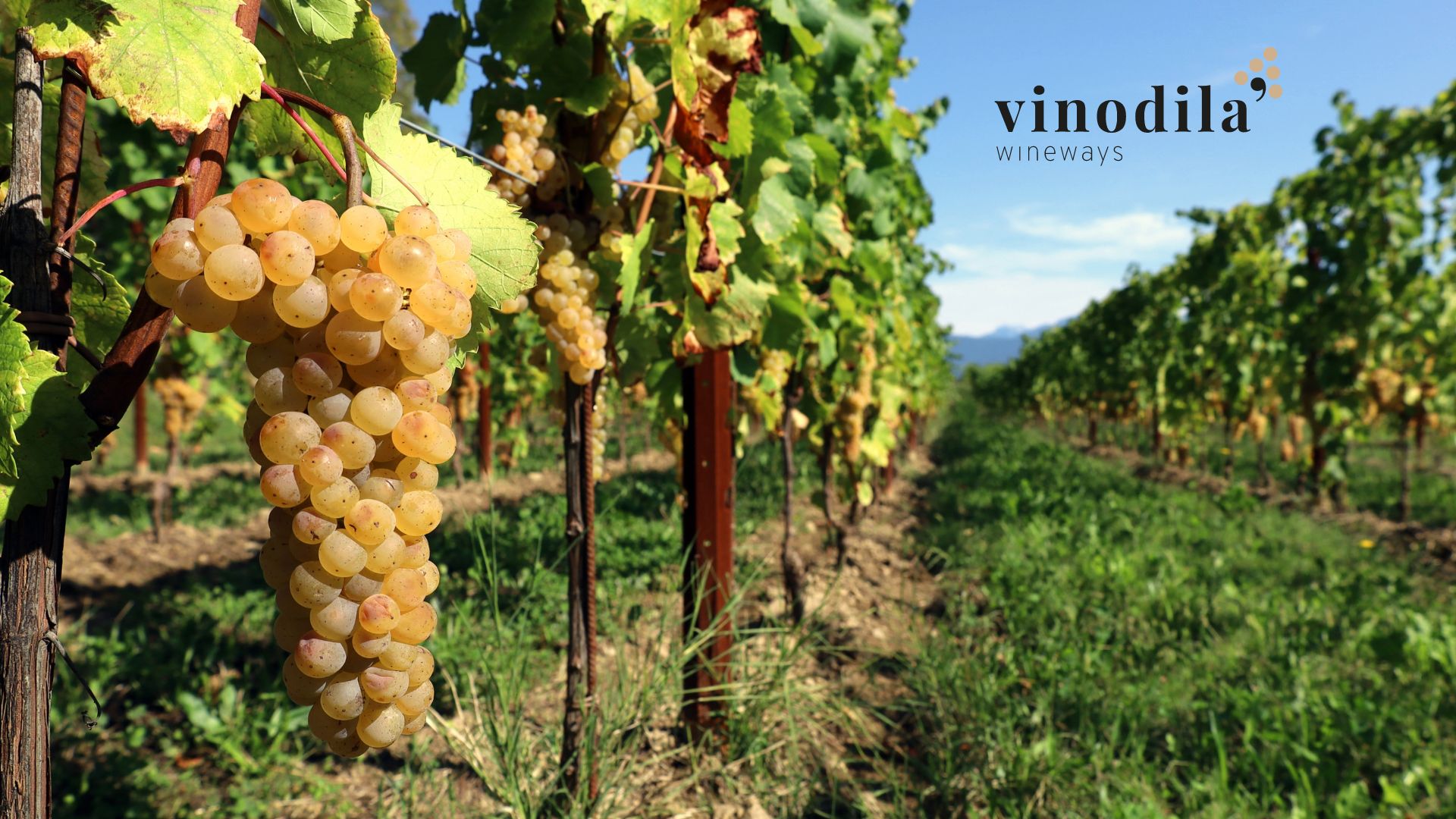 Ribolla Gialla: alla scoperta del vino